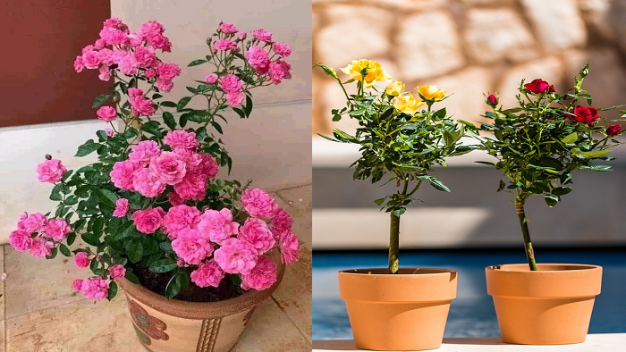 Come coltivare le rose in vaso passo dopo passo.. – Consigli per le ...