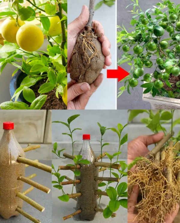 Come coltivare facilmente alberi di mango dalle talee: una guida ...